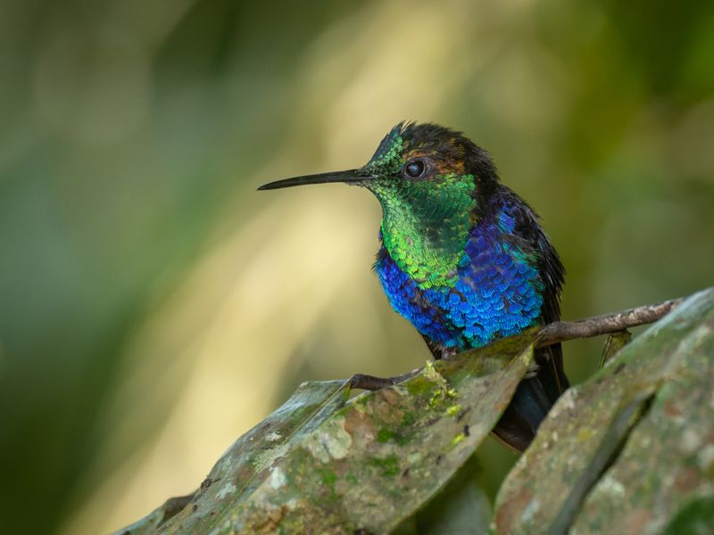 The Most Beautiful Hummingbird | Smithsonian Photo Contest ...