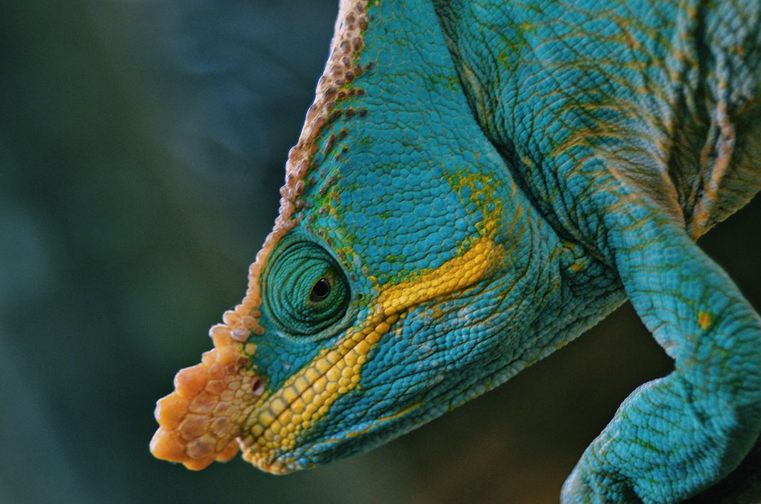 Chameleon Smithsonian Photo Contest Smithsonian Magazine