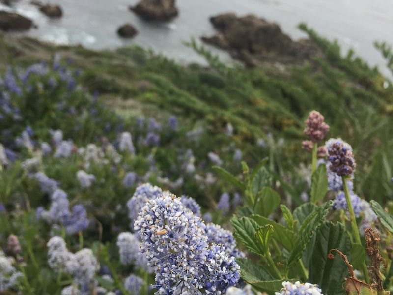 Admiring the native flowers of Monterey while on a hike. | Smithsonian ...