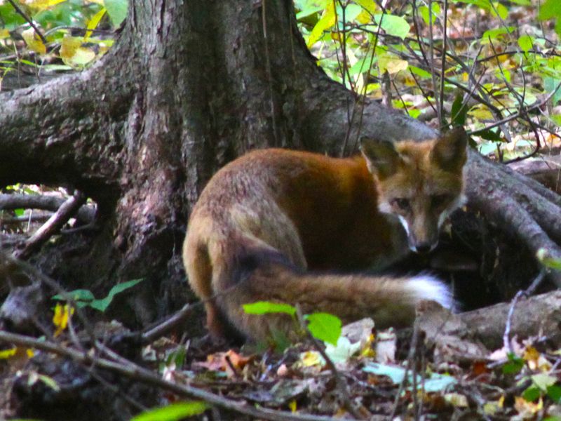 A fox in North Chagrin Reservation, Ohio | Smithsonian Photo Contest ...