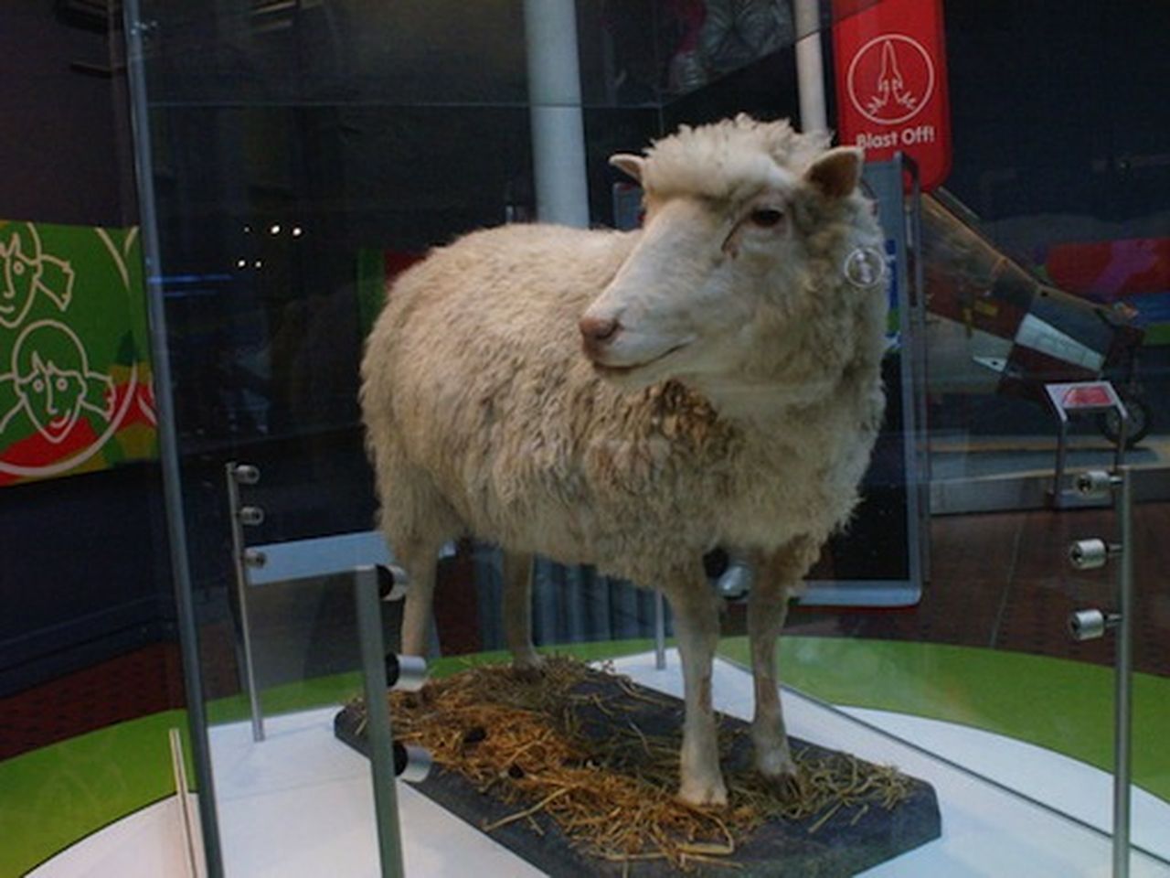 What Is Cloning Dolly The Sheep - Infoupdate.org