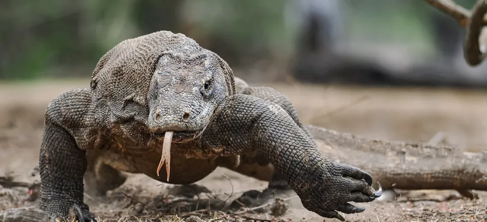 Voyage to Indonesia | Smithsonian Journeys