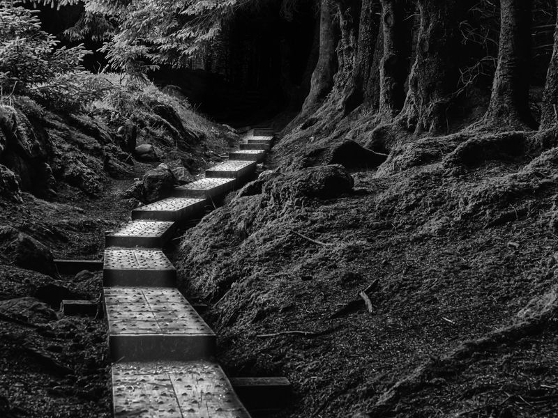 Ballinastoe Woods | Smithsonian Photo Contest | Smithsonian Magazine