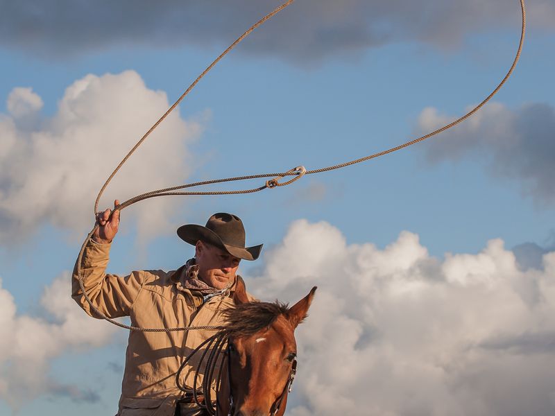 Cowboy on horseback preparing to throw his lasso. | Smithsonian Photo ...